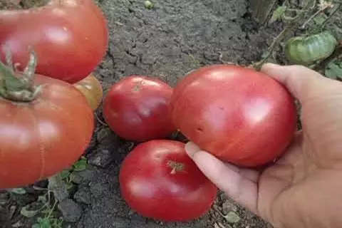 Tomat tumbuh dari pink altai