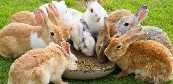 د خرگوشانو تغذیه کول
