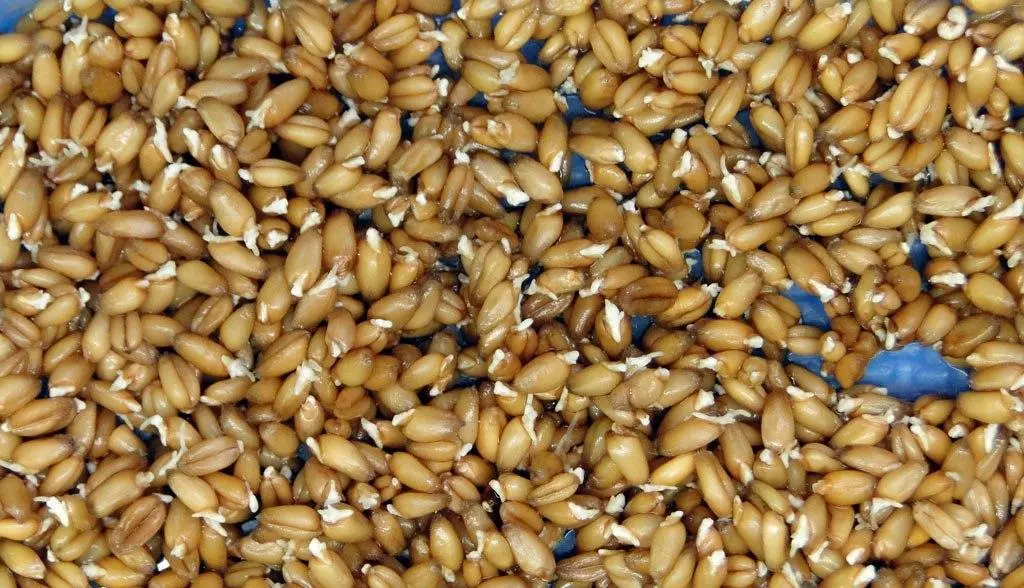 Santered barley