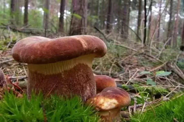 Jamur porno di hutan