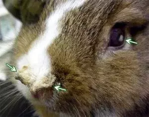 兔子用膠粘劑的症狀，治療方法和預防方法