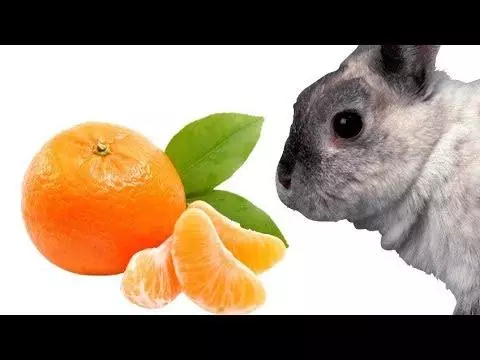 Mandarin Rabbit