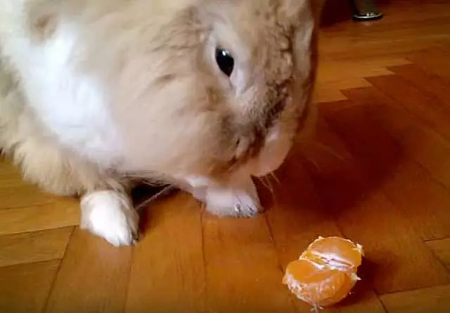 Mandarin Rabbit