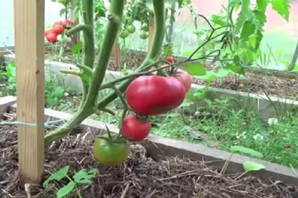 Tomaatti talalikhin