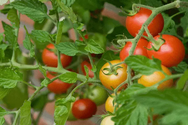 Maukkaita tomaatteja