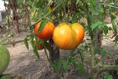 Pomidor ideg
