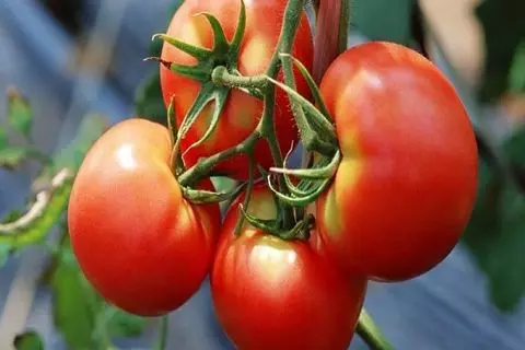 Crecemento de amor de tomate