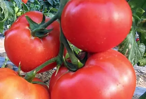 Tashqi pomidor qiroli katta
