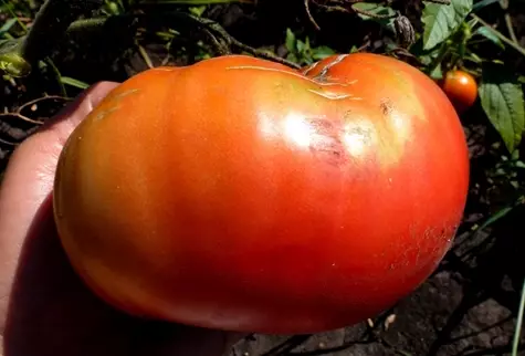 Rey de tomate exterior grande