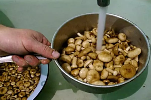 O processo de lavagem de cogumelos