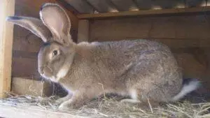 Beschrijving en kenmerken van konijnen van het raslandonononon, thuiszorg