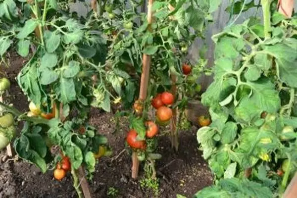 Tomatoj en la grundo