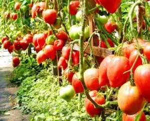 Características e descrição da variedade de milagre de tomate da Terra, seu rendimento e cultivo