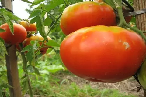 Tomatoes crecendo