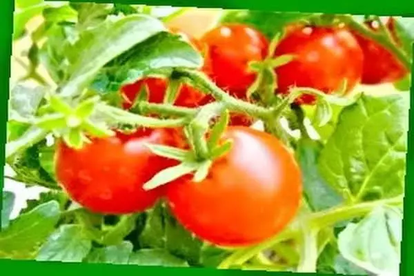 Fruta tomati