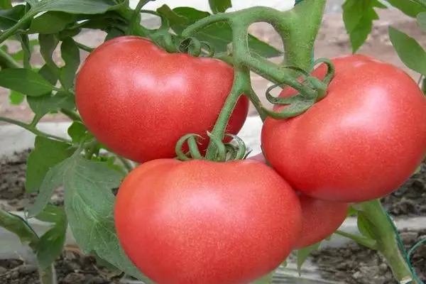 Grumbulan tomat.