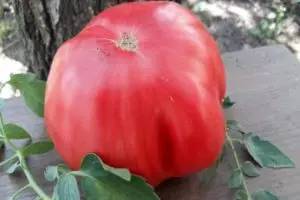 Beskrivelse af Tomat King Kong, Egenskaber ved voksende og pleje