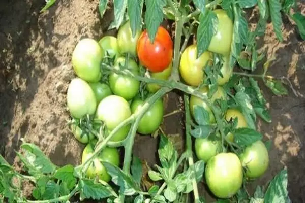 Maturação de tomate