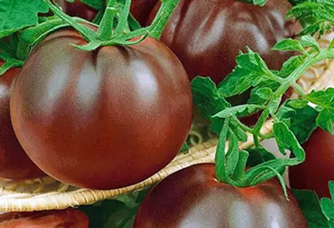 Buchte tomaat viagra