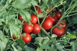 Incazelo ye-Tomato Tomato F1, izici zayo nokubuyekezwa