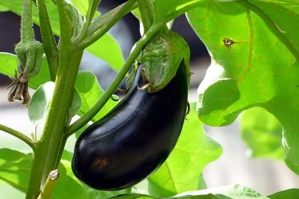 Utvendig Eggplant Ultrahed F1