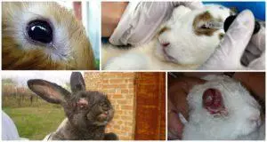 Penyebab dan gejala konjungtivitis pada kelinci, cara mengobati di rumah
