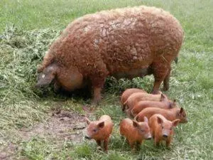 Características e descrición da raza de porcos mangalitsa húngaro, contido e reprodución