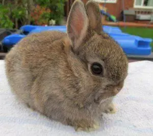 Deskripsi jenis kelinci kurcaci Belanda, aturan konten