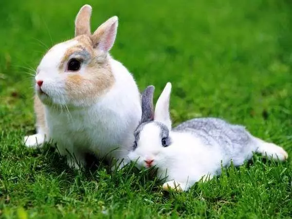 Smukke kaniner
