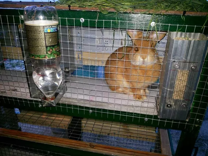 Κουνέλι σε ένα κλουβί