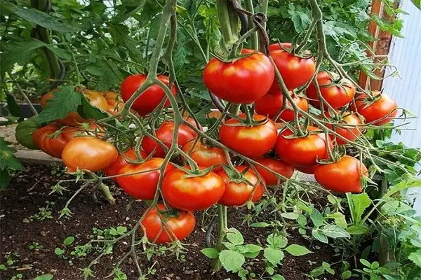 Zaizzy tomatas.