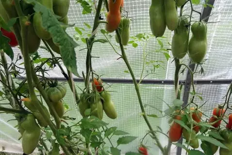 Tomato Bushes Afrikaanske Liana