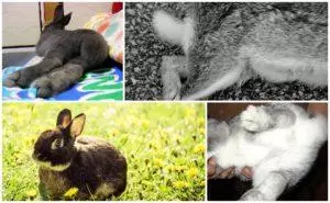 The reasons why the rabbit has refused the rear paws and methods of treatment and prevention