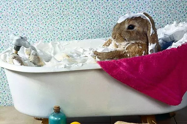 خرگوش در حمام