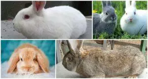 Ülkede, hastalık ve hayvan diyetinde üremek için hangi tavşan cinsleri daha iyidir?