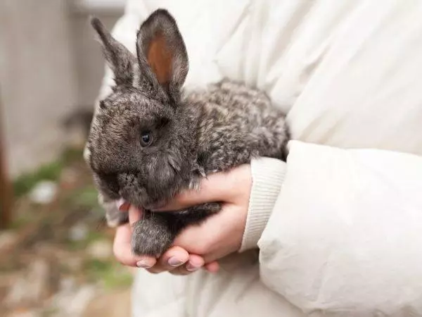 кролик на руках