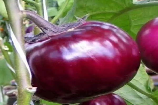 Eggplant Burzhuy
