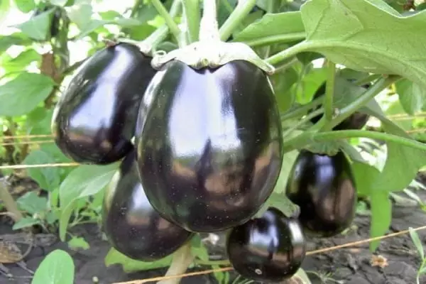Eggplant Vera.