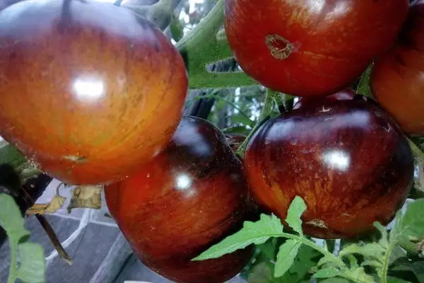 Frutta di pomodoro