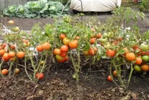 Descrição e características da variedade de tomates do norte do bebê