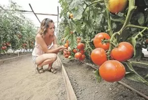 Iyo yakanakisa mhando dze tomato yeiyo kirov mudunhu mune greenhouse