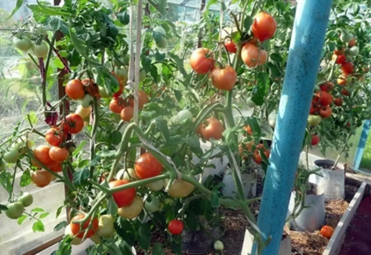 Igbadun tomati