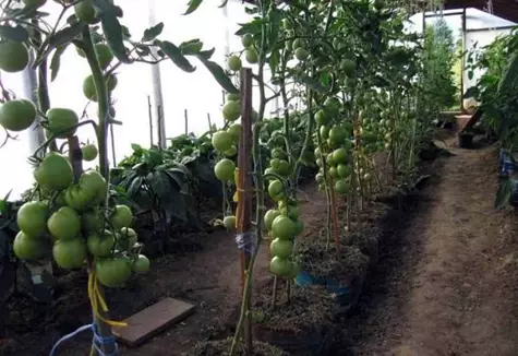 Tomates verdes en cubos