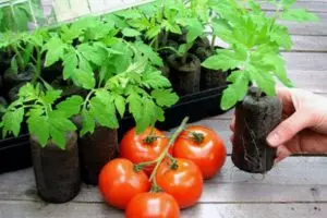 Làm thế nào để trồng và trồng cà chua trong máy tính bảng than bùn
