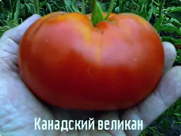 Tomato Canadian higante