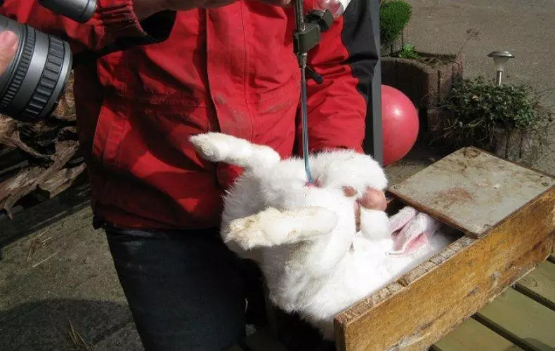 Kotizacija umjetnih zečeva