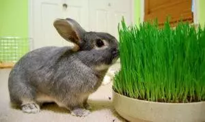 ما لا يمكن إعطاء العشب للأرانب وقواعد التغذية