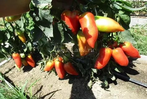 Bushes tomatoes.