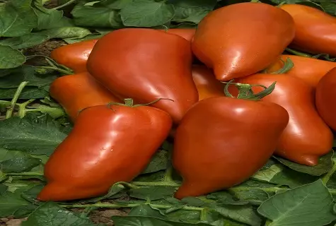 Giňeldilen pomidor