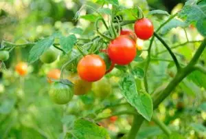 Karakteristik dan Deskripsi Varietas Tomat Monisto